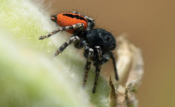 La araña lobo o tarántula ibérica – MonteSteam